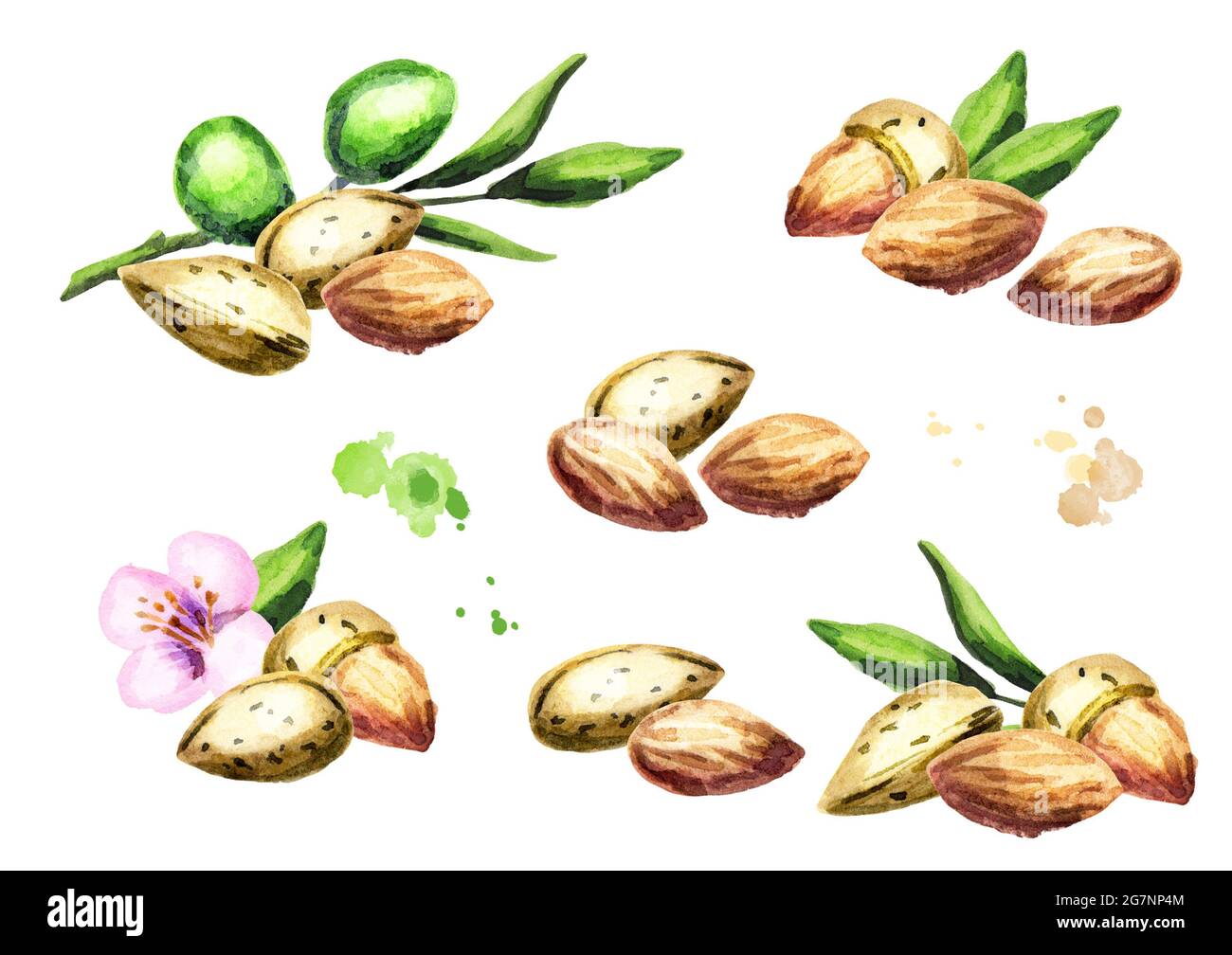 Almonds. Compositions. Watercolor set Stock Photo - Alamy