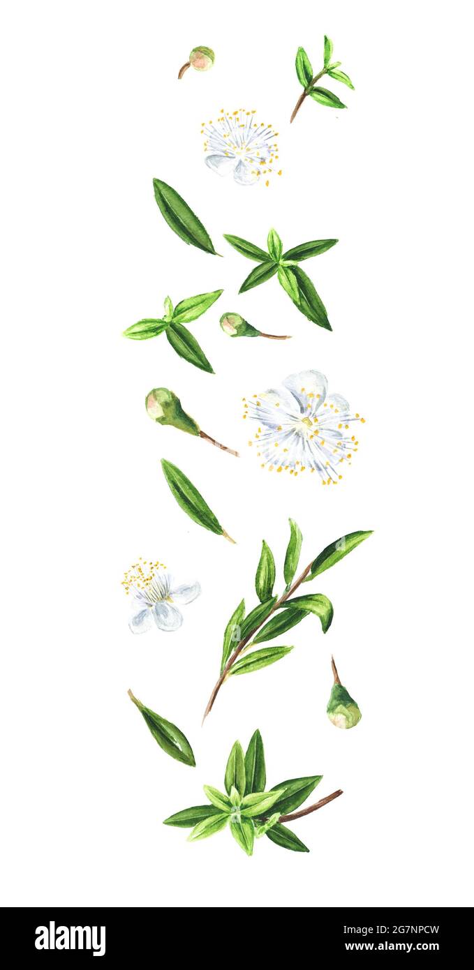 Falling Fresh Myrtle flowers and scented leaves. Watercolor hand drawn ...