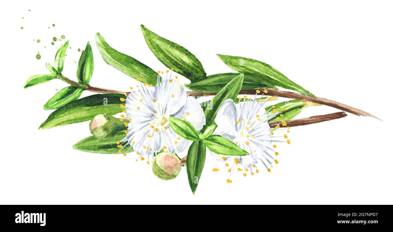 Myrtle branch with flowers and scented leaves. Watercolor hand drawn ...