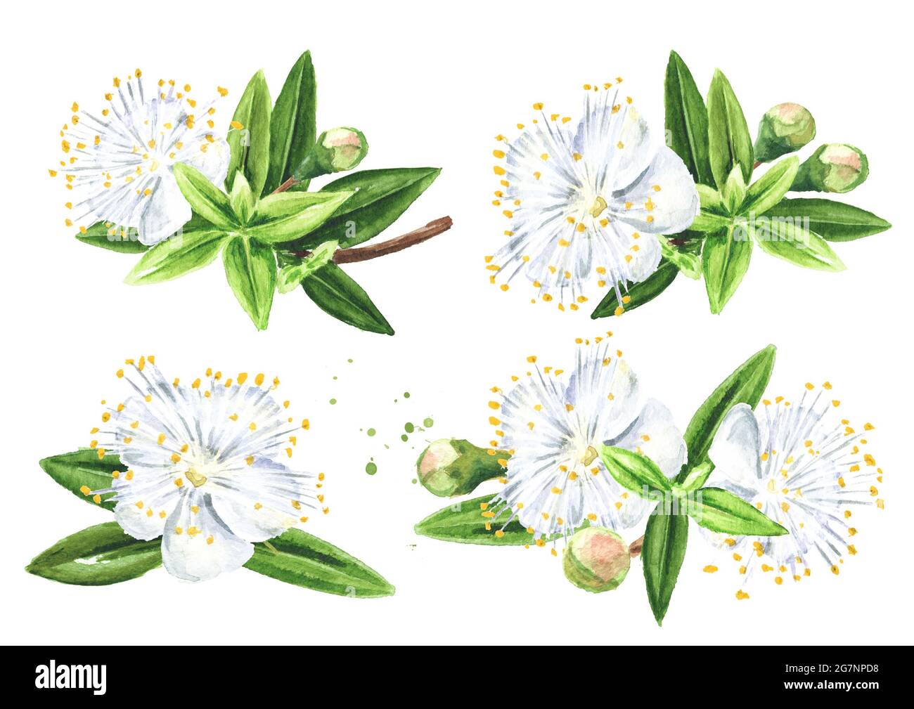 Myrtle branch with flowers and scented leaves Set. Watercolor hand ...