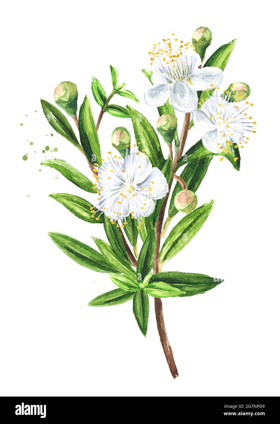 Myrtle branch with flowers and leaves. Watercolor hand drawn ...