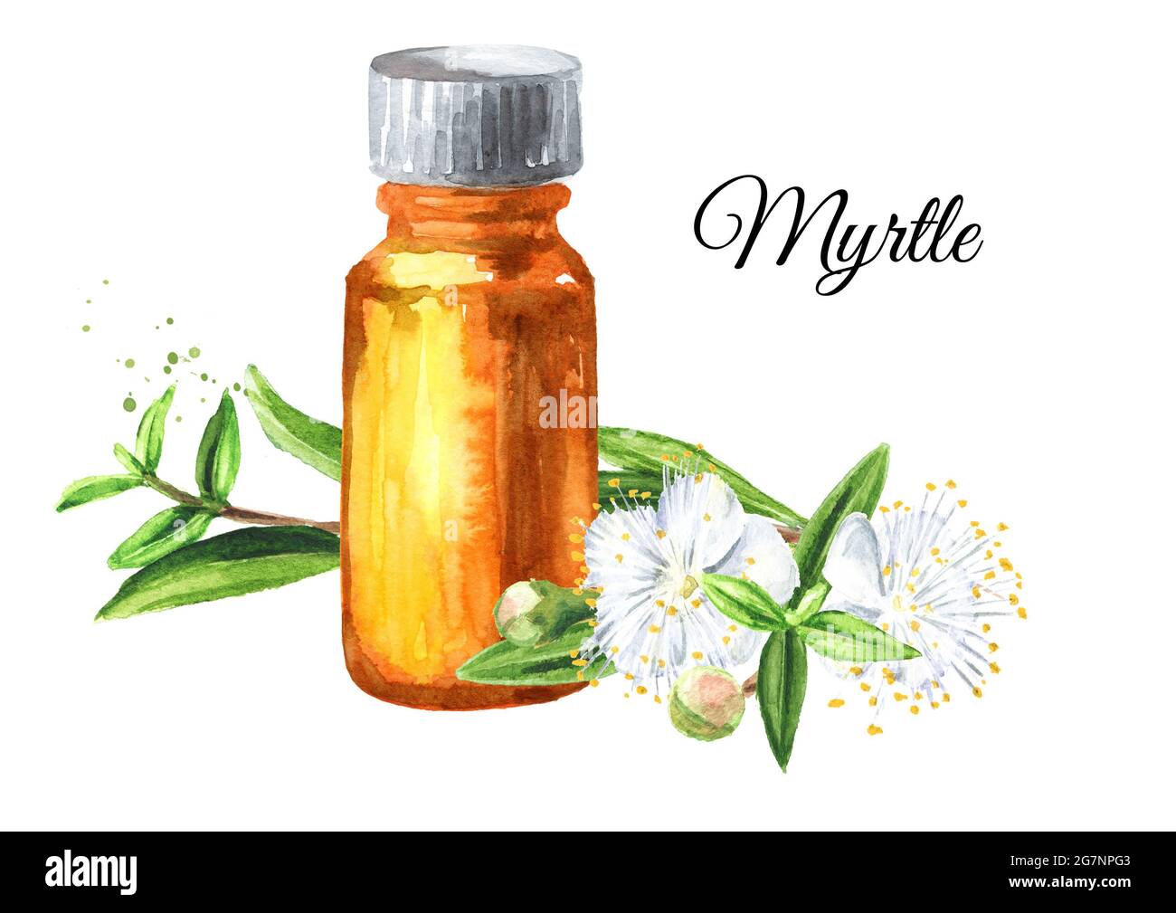 Sprig of medicinal plant Myrtle and bottle of essential oil. Watercolor ...