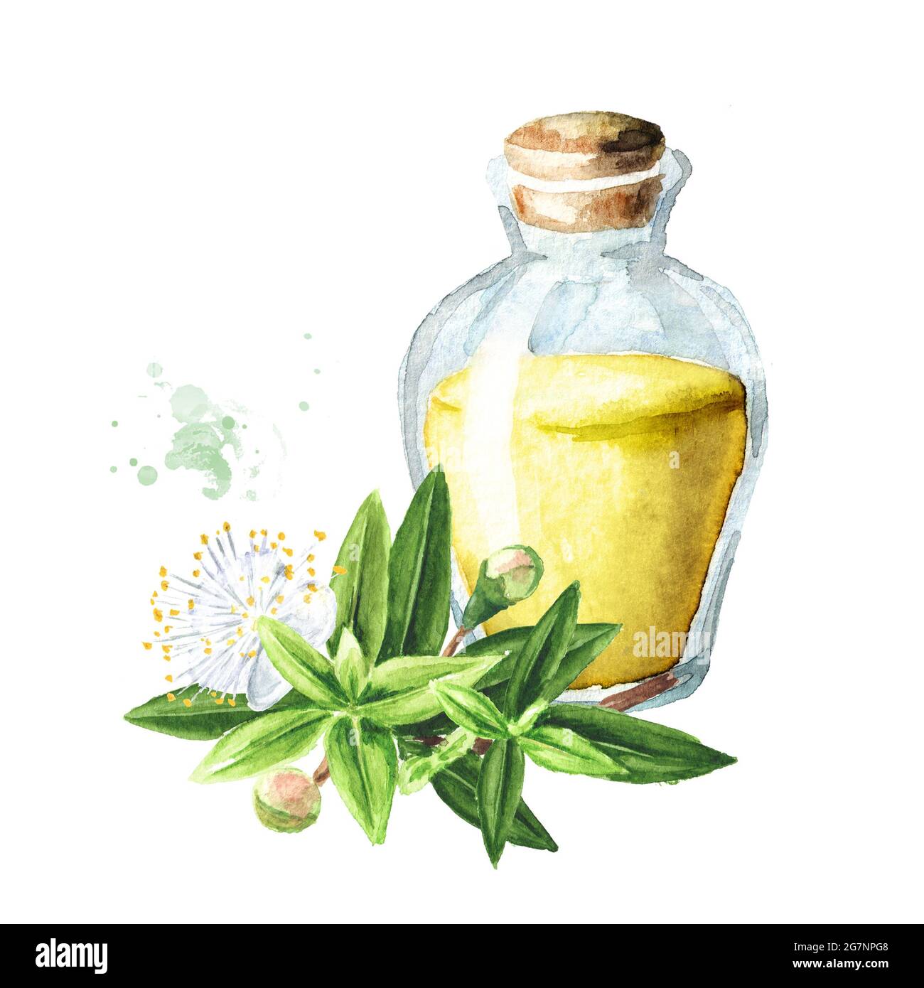 Sprig of medicinal plant Myrtle and essential oil. Watercolor hand ...