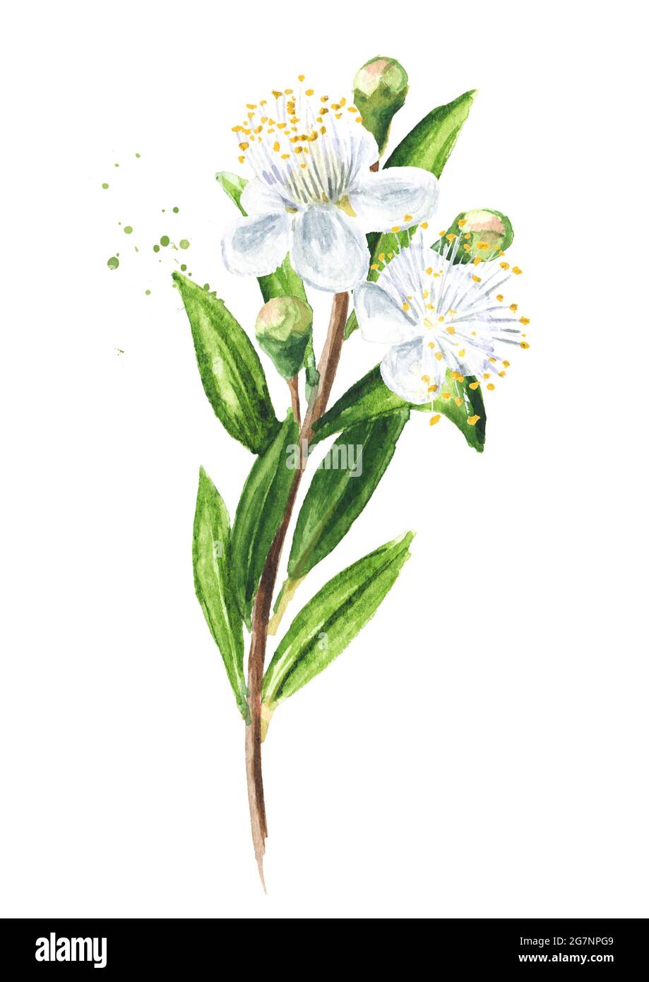 Myrtle branch hi-res stock photography and images - Alamy