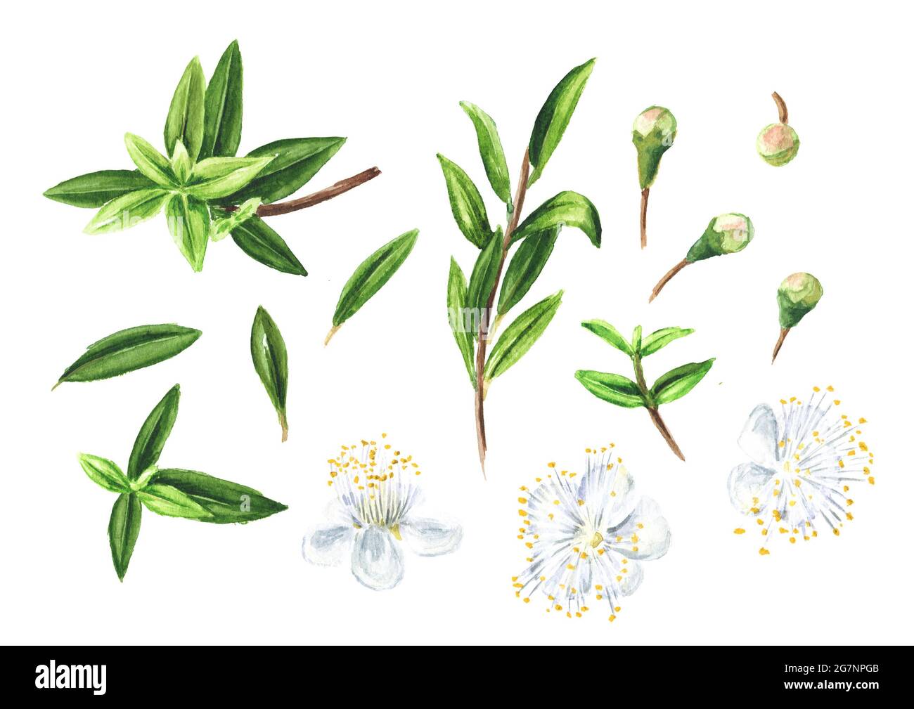 Myrtle flowers and scented leaves set. Watercolor hand drawn ...