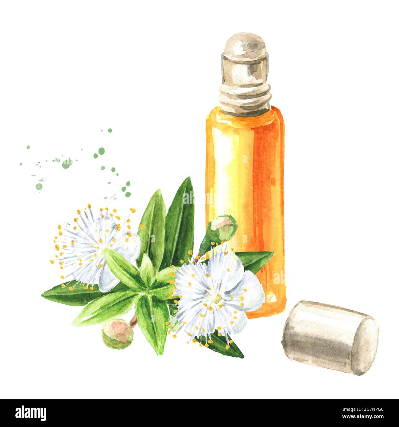 Sprig of medicinal plant Myrtle and bottle of essential oil, Watercolor ...
