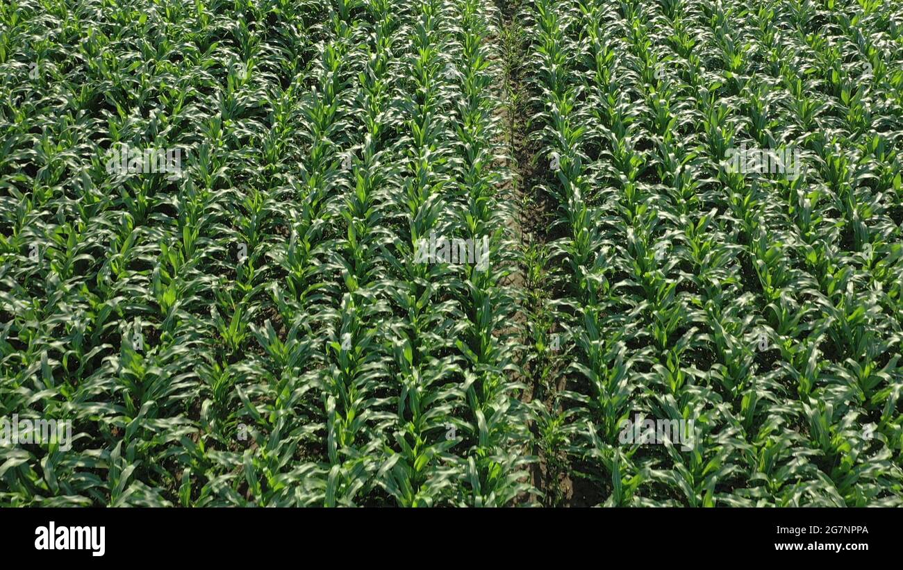 Corn field with young plants on fertile soil on sunny morning day Stock ...