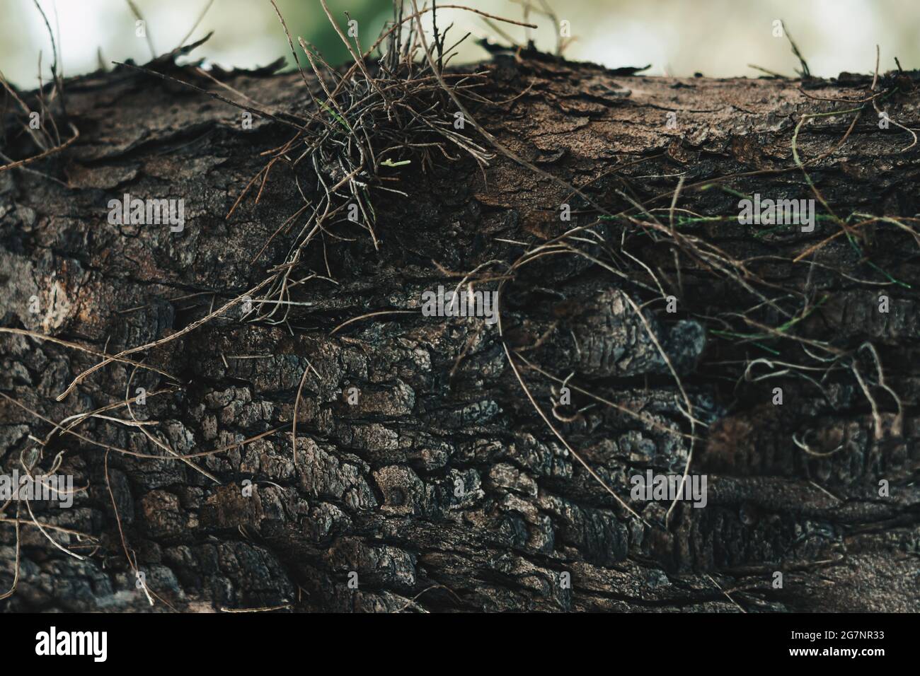 BANNER Close-up shot Hard wood outer layer of pine bark tissue surface ...