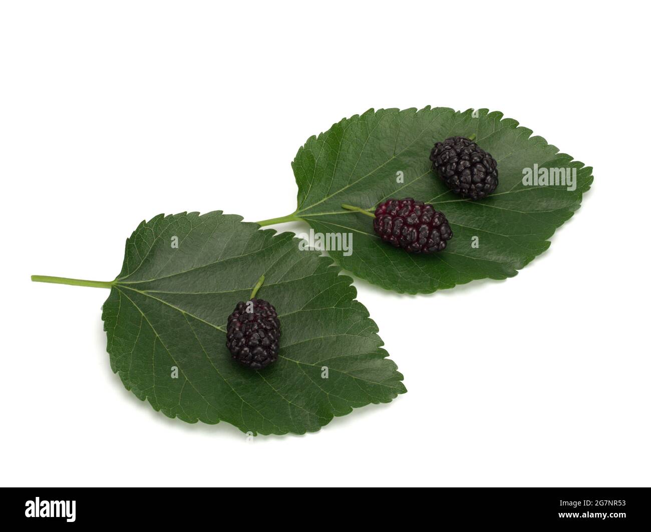 Fresh ripe mulberry berries Cut Out Stock Images & Pictures - Alamy