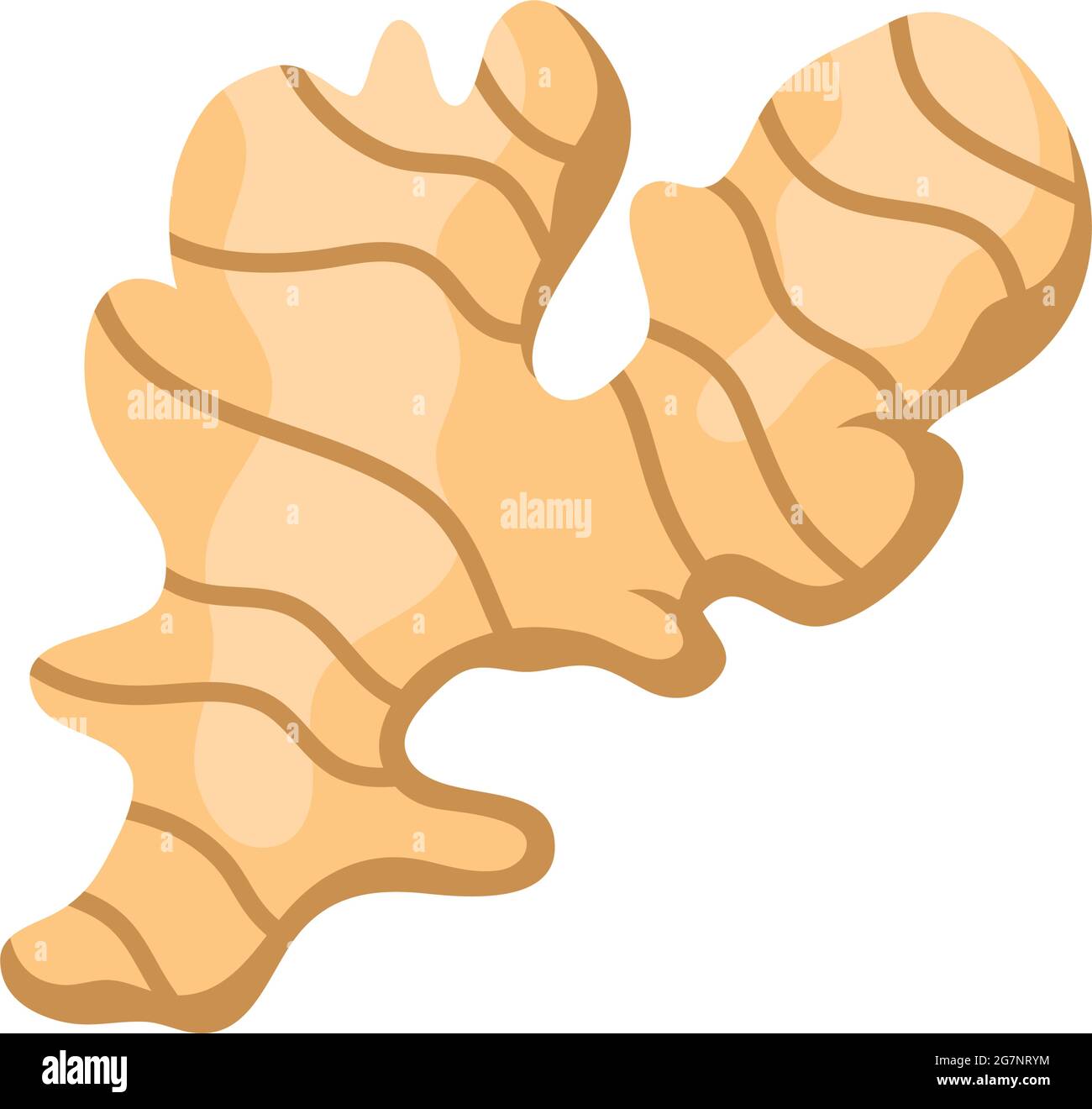 Ginger root isolated stalk Stock Vector Images - Alamy
