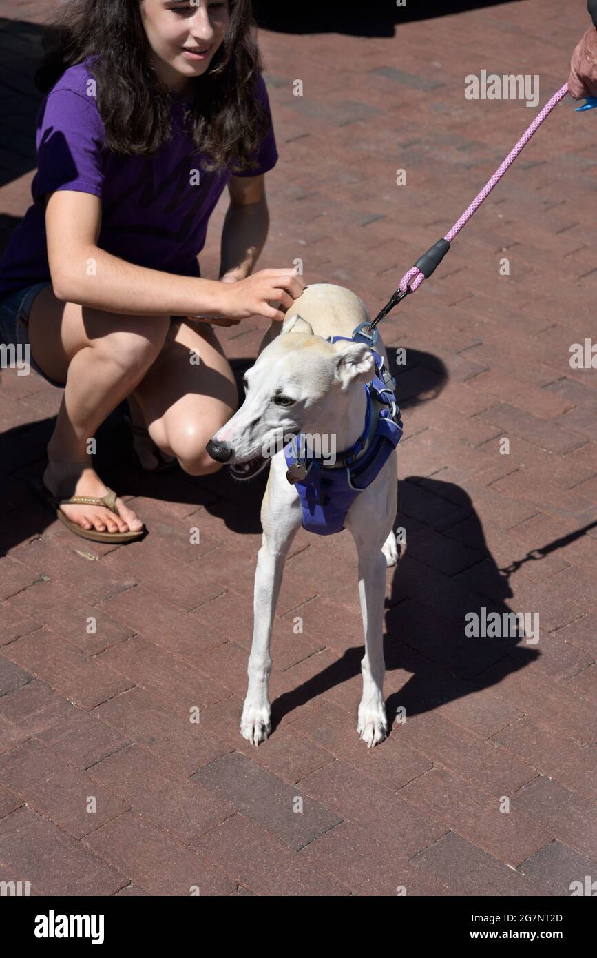 Dog woman barking hi-res stock photography and images - Alamy