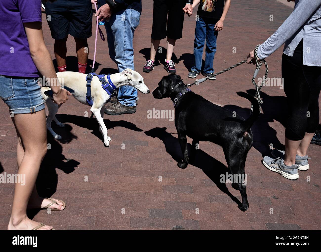 Two dogs barking each other hi-res stock photography and images - Alamy