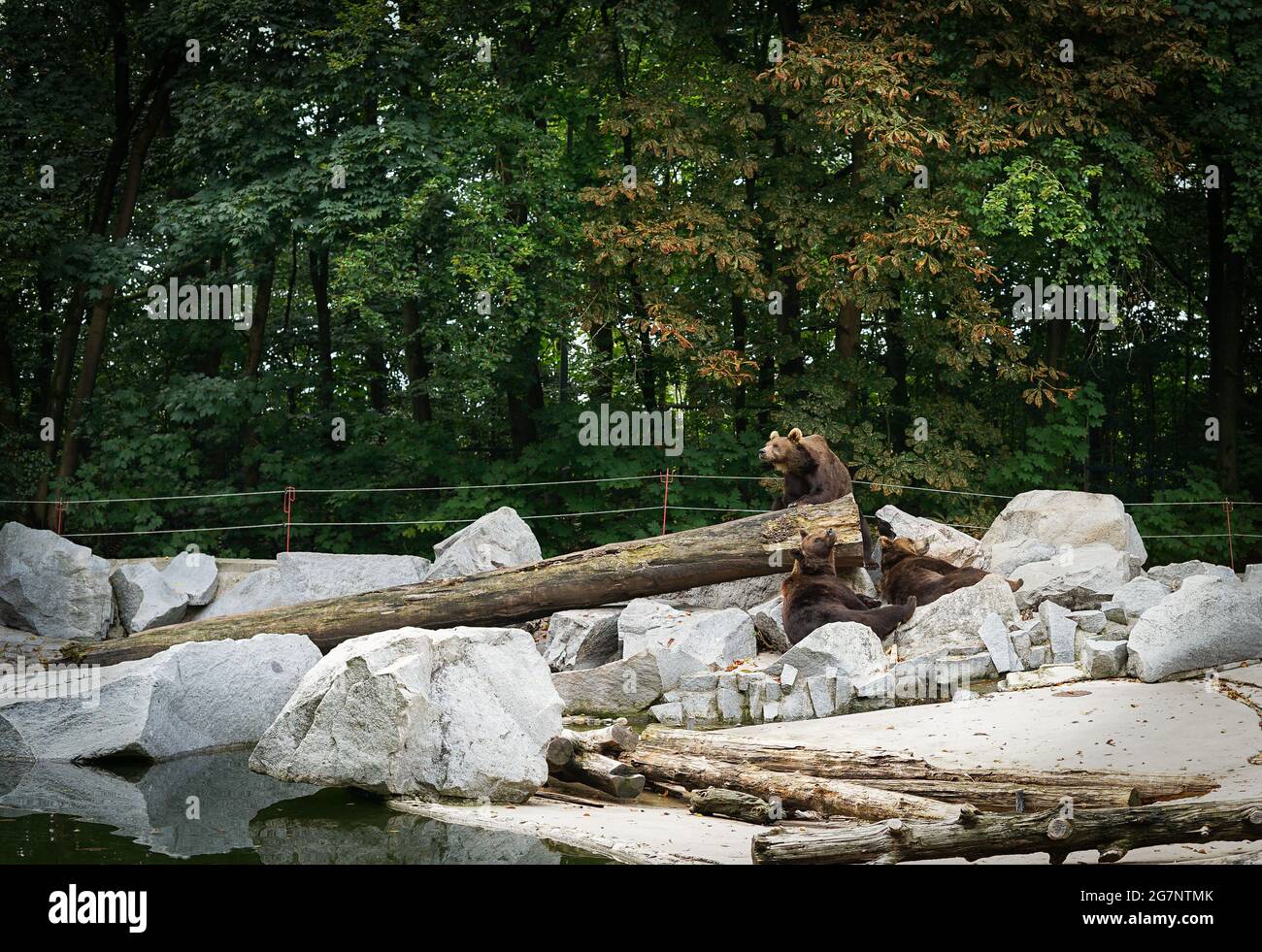 Bears lying on rocks surrounded by greenery in a zoo in the daylight ...