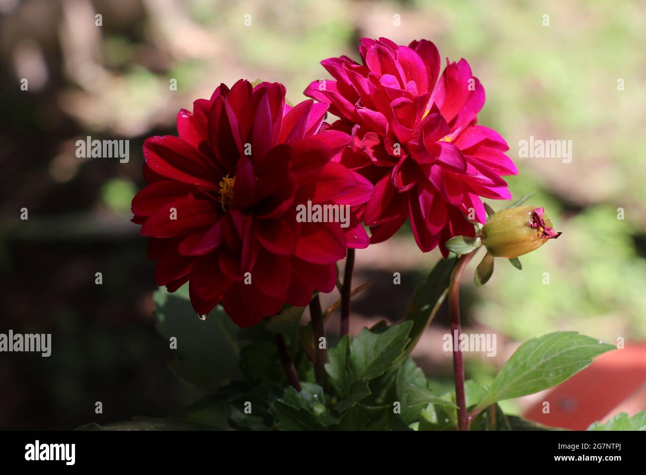 Georgina flowers hi-res stock photography and images - Alamy