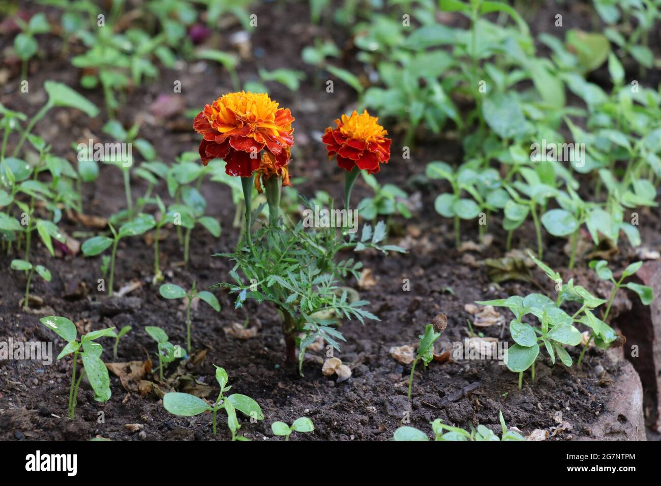 Selective of orange marigold (tagetes) flowers in bloom Stock Photo - Alamy