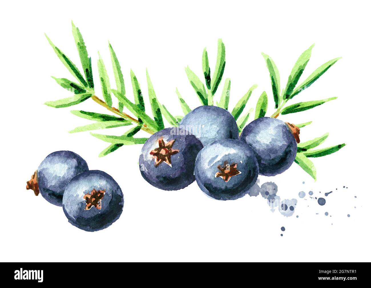 Juniper berries and branch. Watercolor hand drawn illustration ...