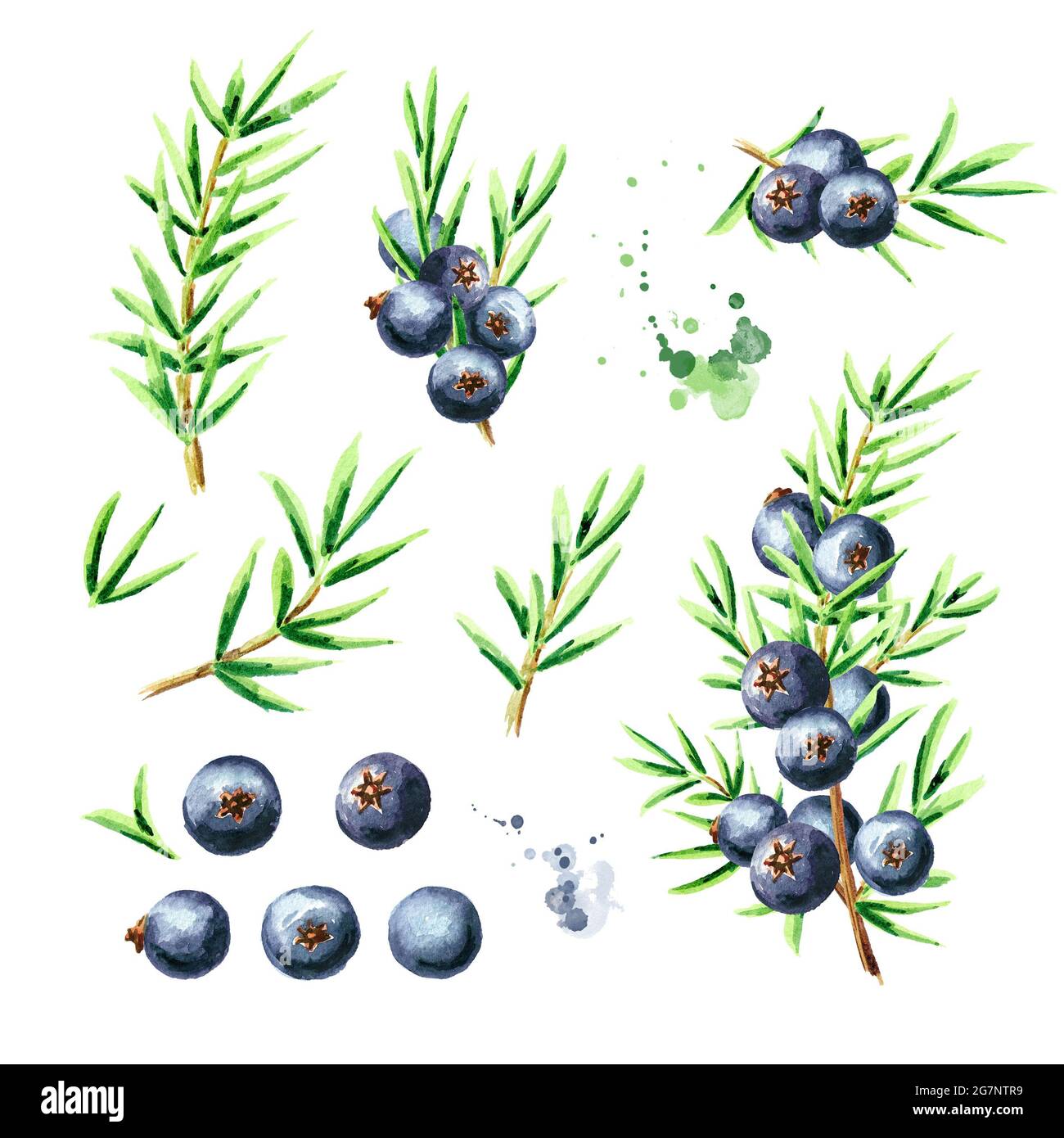 Juniper berries and branches set. Watercolor hand drawn illustration ...