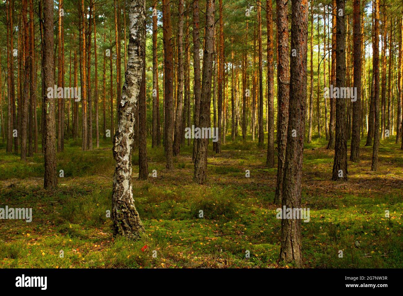 Dense forest with green tall trees Stock Photo - Alamy