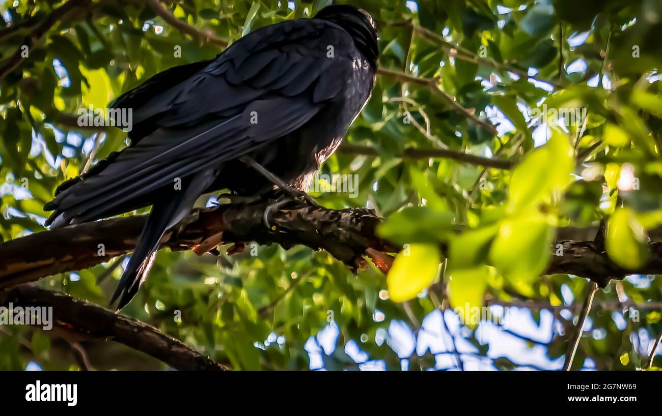 A bashful Raven does not allow his face to show Stock Photo - Alamy