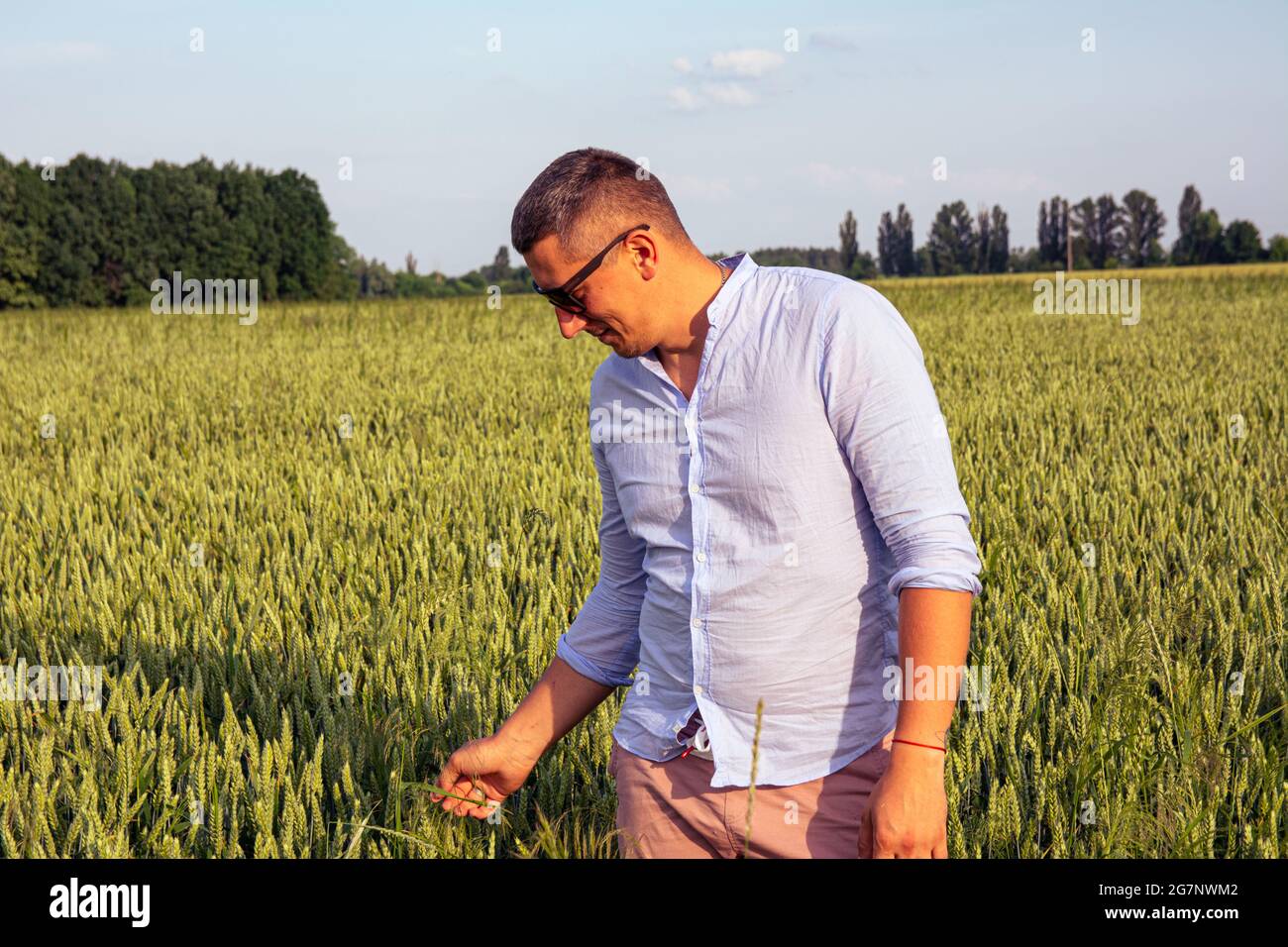 A man in a shirt and sunglasses on a wheat field. The farmer evaluates ...
