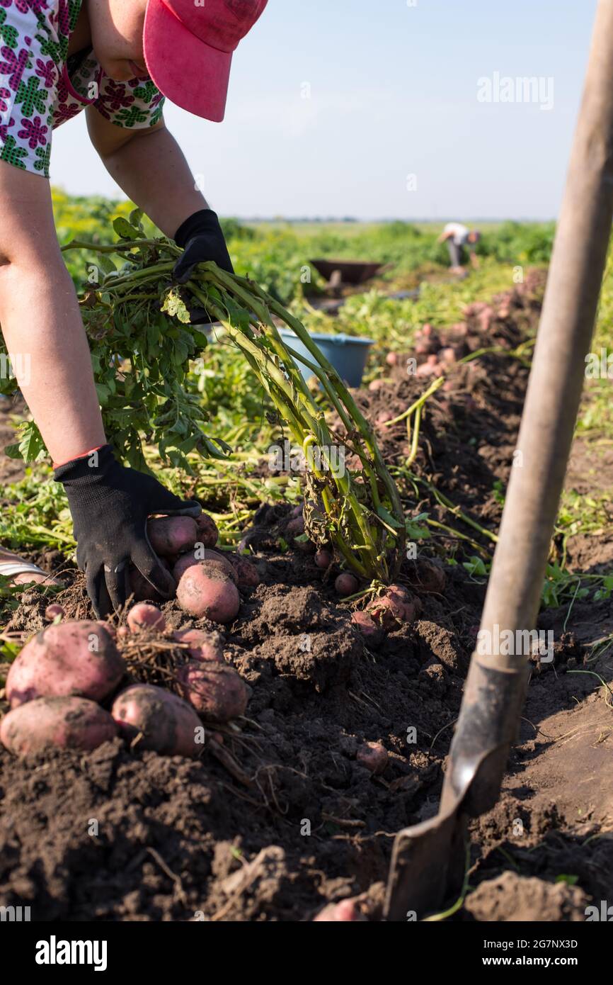 Young woman digging up potatoes in own garden, manualy with shovel ...