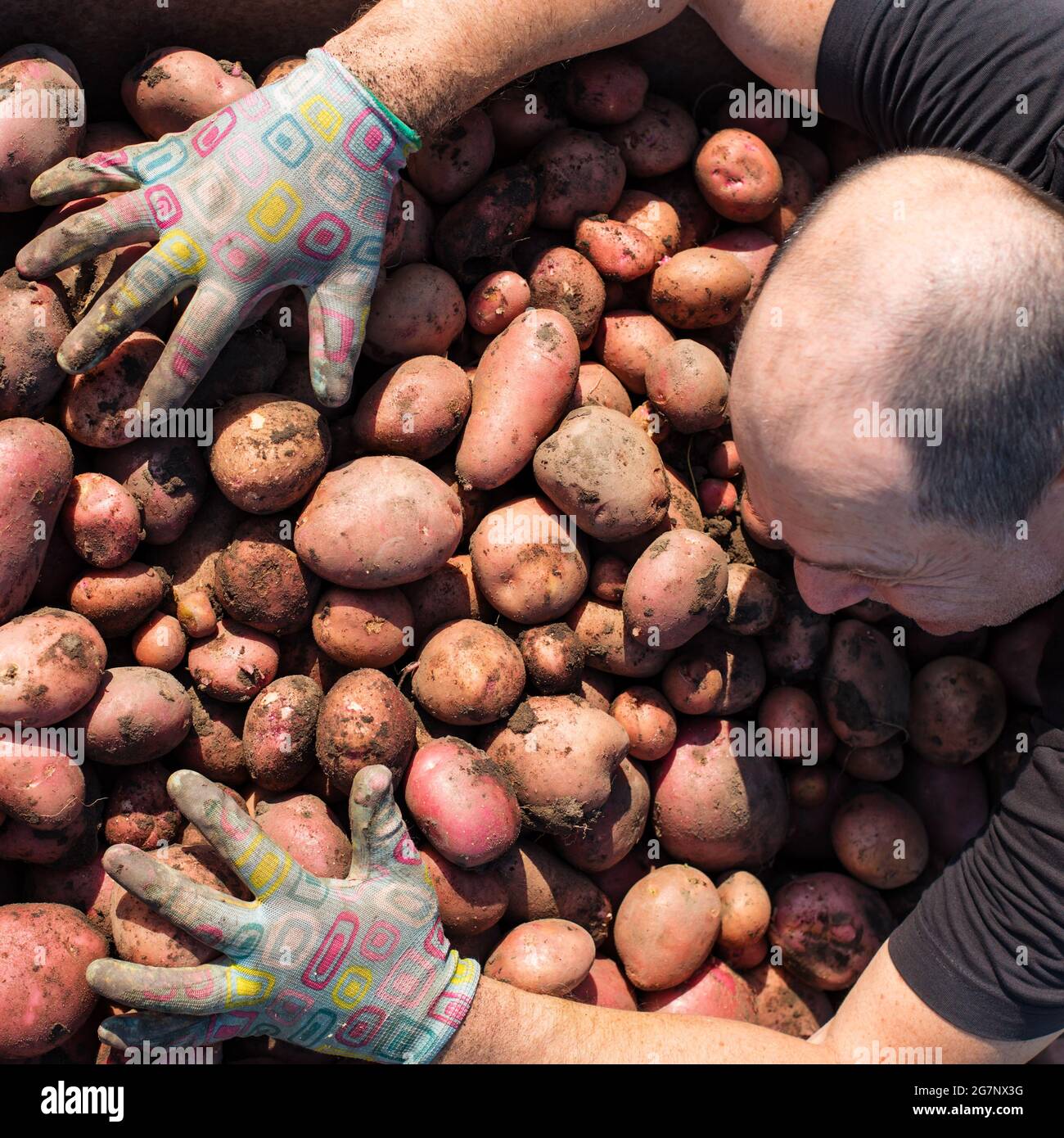 Picking potato hi-res stock photography and images - Alamy