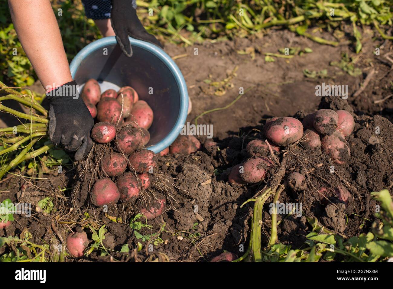 Family farm growing eco potato in a small garden Stock Photo - Alamy
