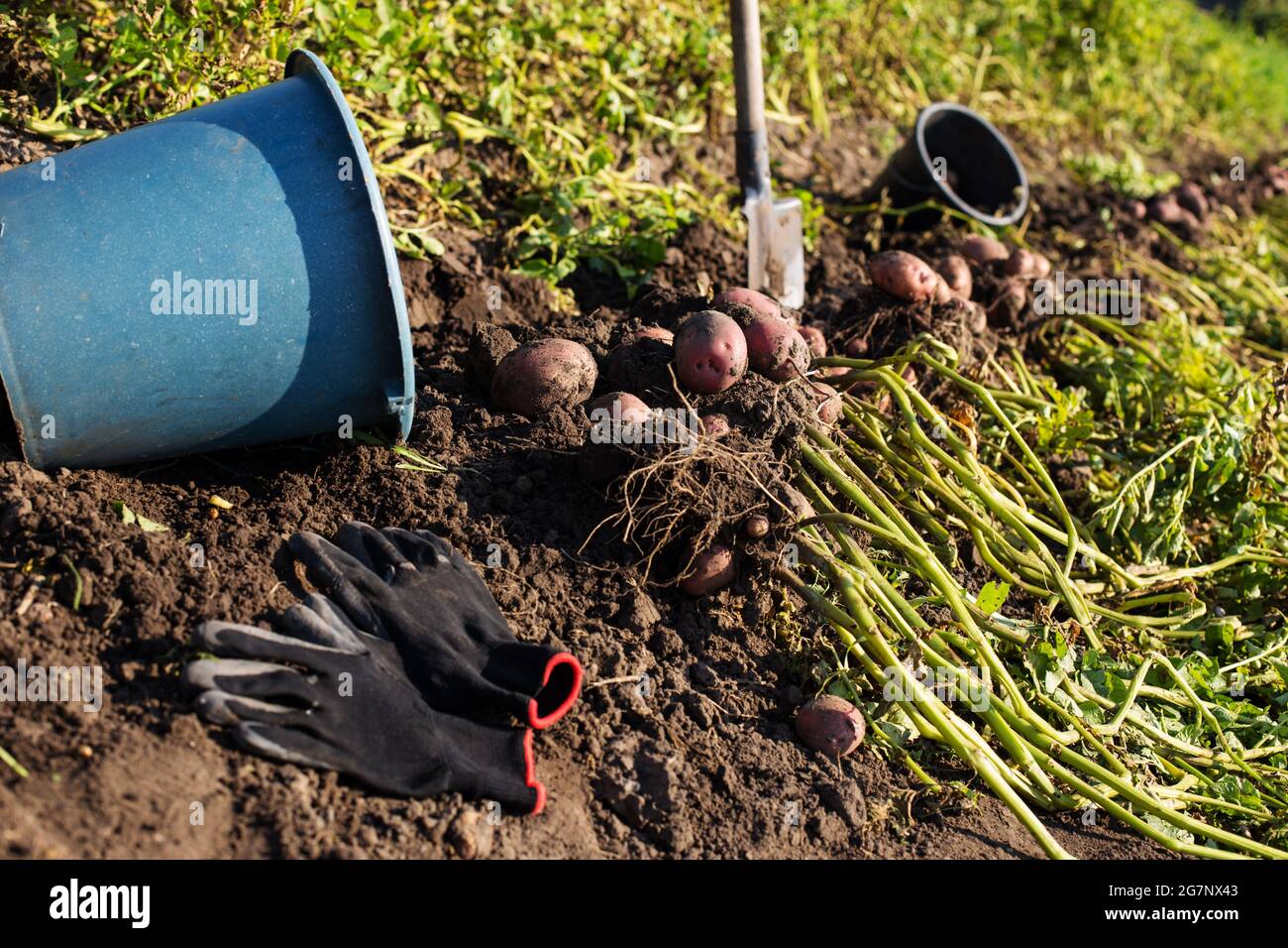 Working on potato field hi-res stock photography and images - Alamy