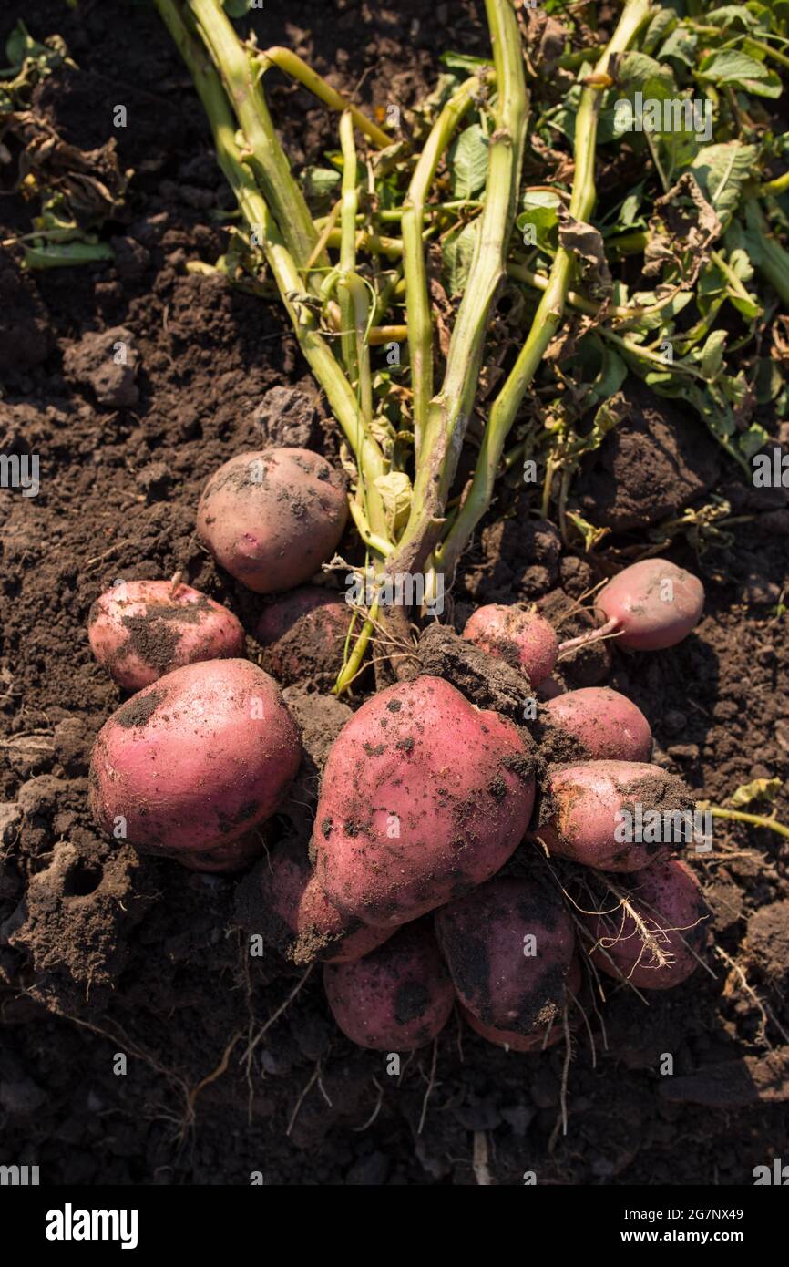 Plant of red potato digged out from dirt, close up Stock Photo - Alamy