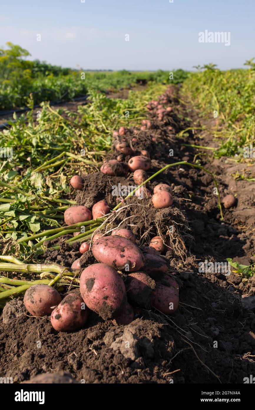 Potato potatoes root vegetable line hi-res stock photography and images ...