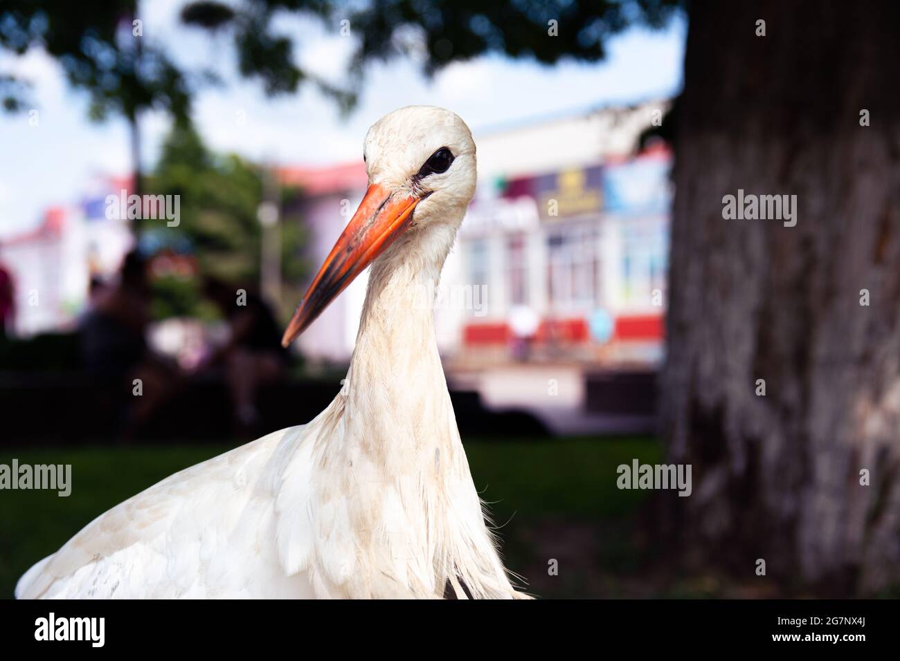 White Stork With Snake High Resolution Stock Photography and Images - Alamy