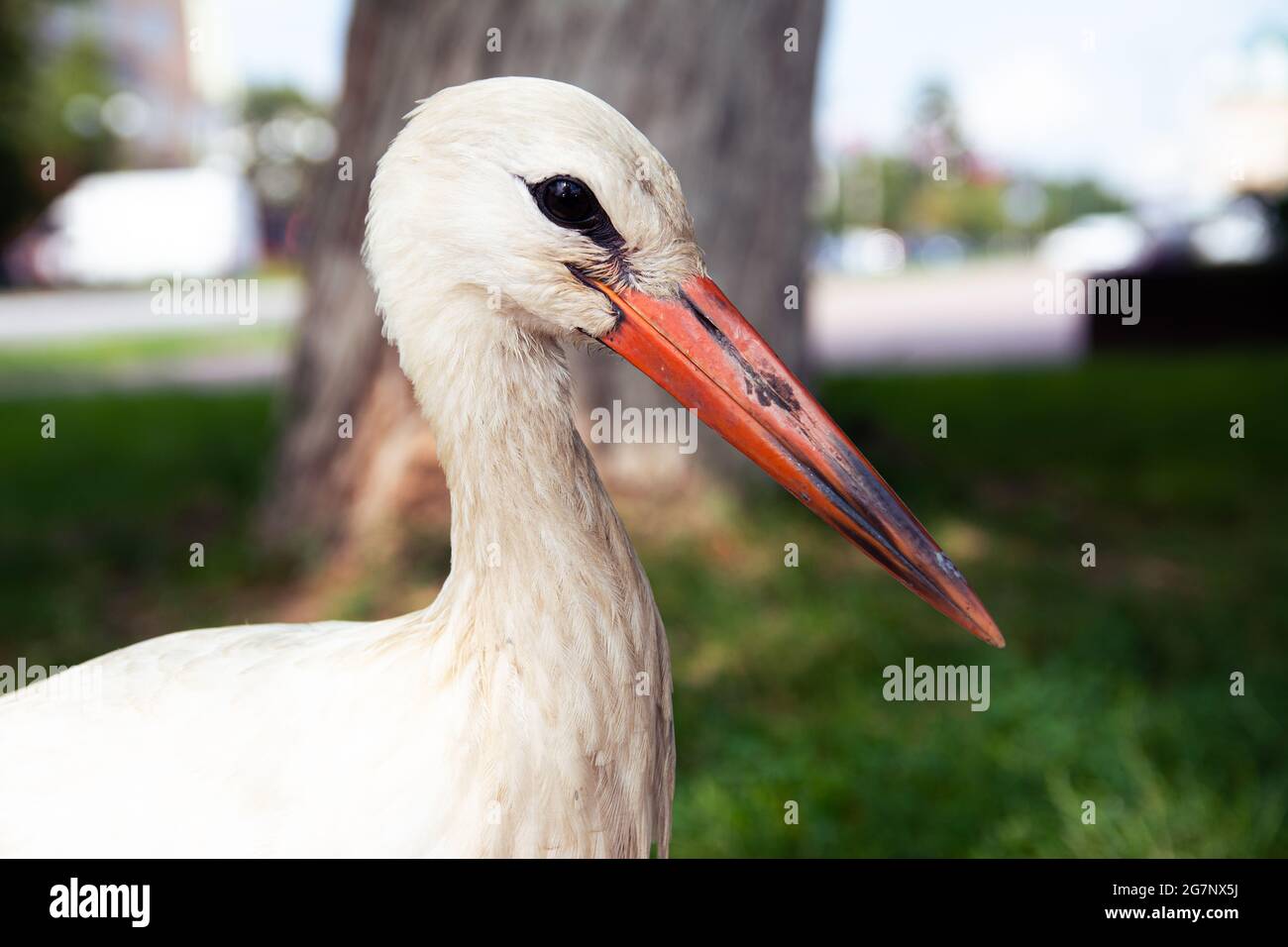 White Stork With Snake High Resolution Stock Photography and Images - Alamy