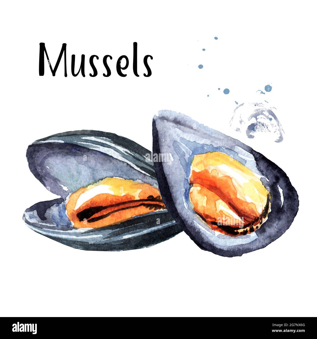 Mussels, seafood. Watercolor hand drawn illustration isolated on white ...