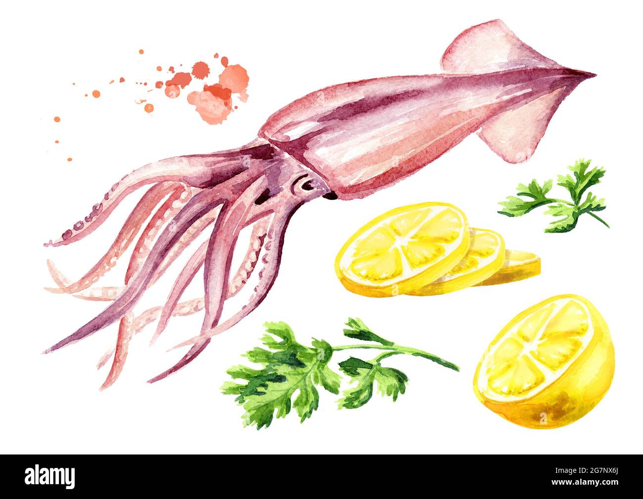 Fresh squid with lemon and herbs set, seafood, Watercolor hand drawn ...