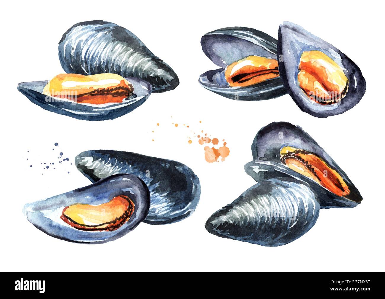 Mussels set, seafood. Watercolor hand drawn illustration isolated on ...