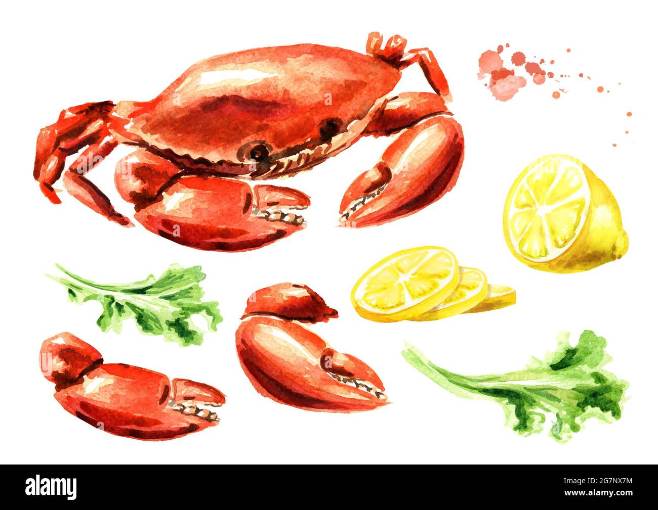 Red cooked crab with lemon and lettuce set, seafood, Watercolor hand ...