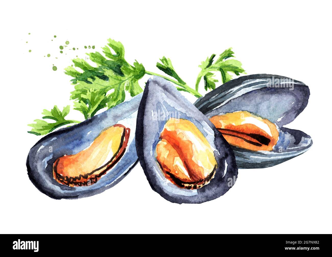 Mussels with herb, seafood. Watercolor hand drawn illustration isolated ...