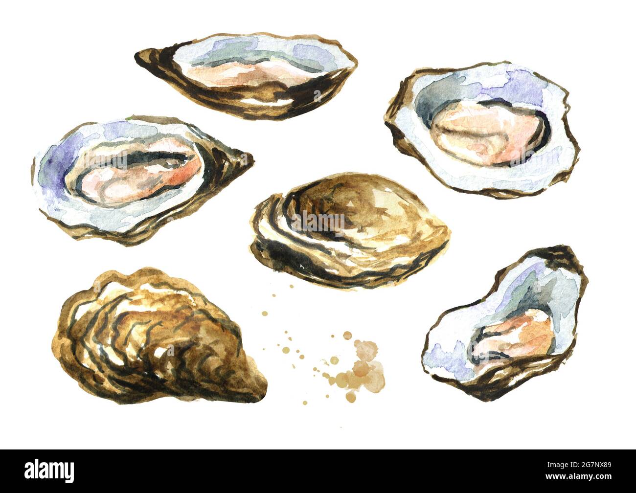 Oyster Shell Illustration