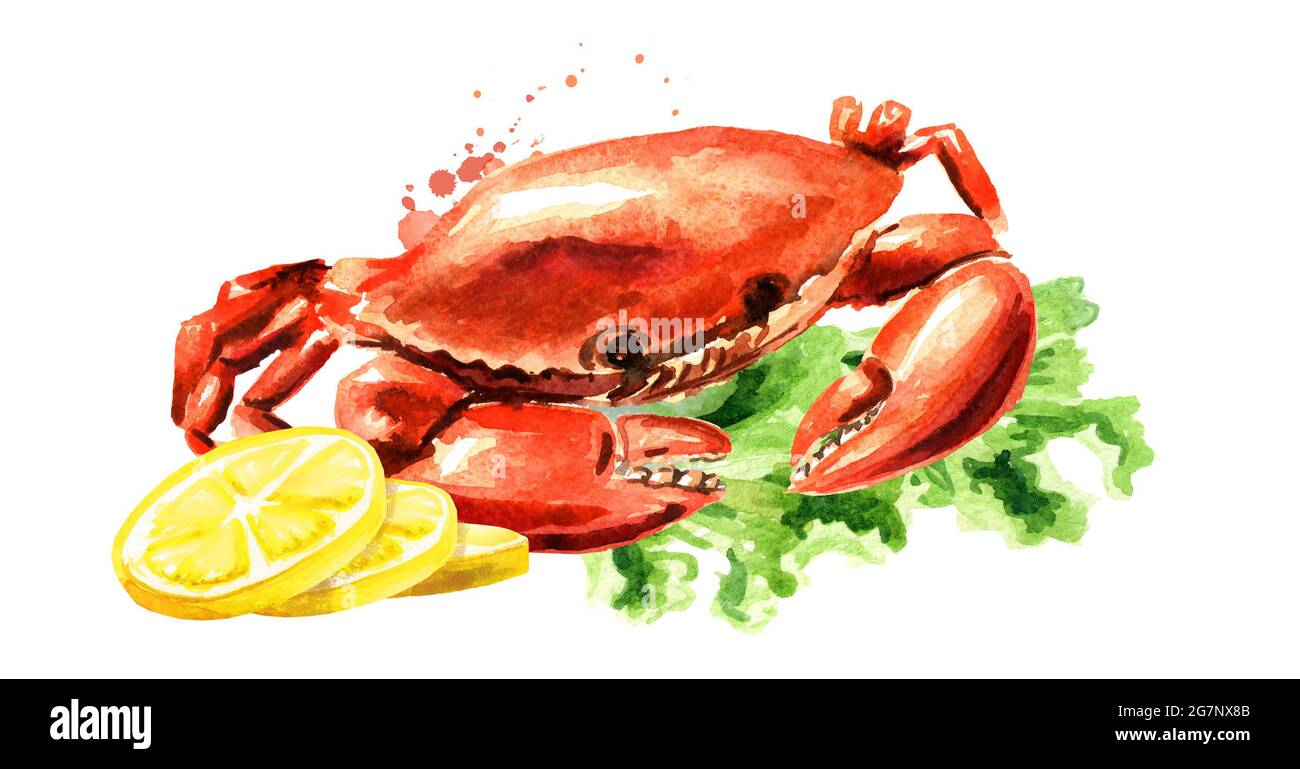 Red cooked crab with lemon, seafood, Watercolor hand drawn illustration ...