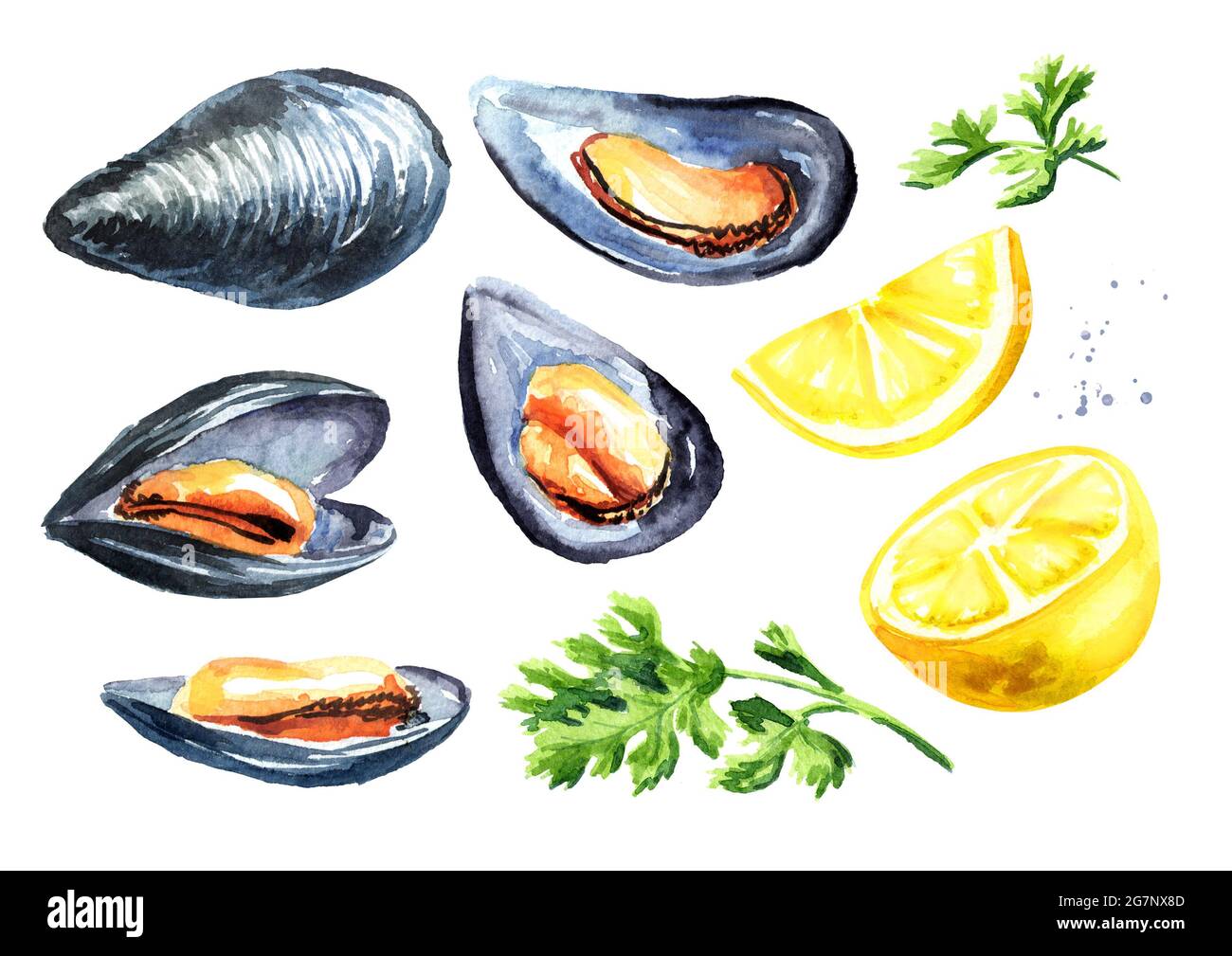 Mussels with lemon and herb, seafood set. Watercolor hand drawn ...