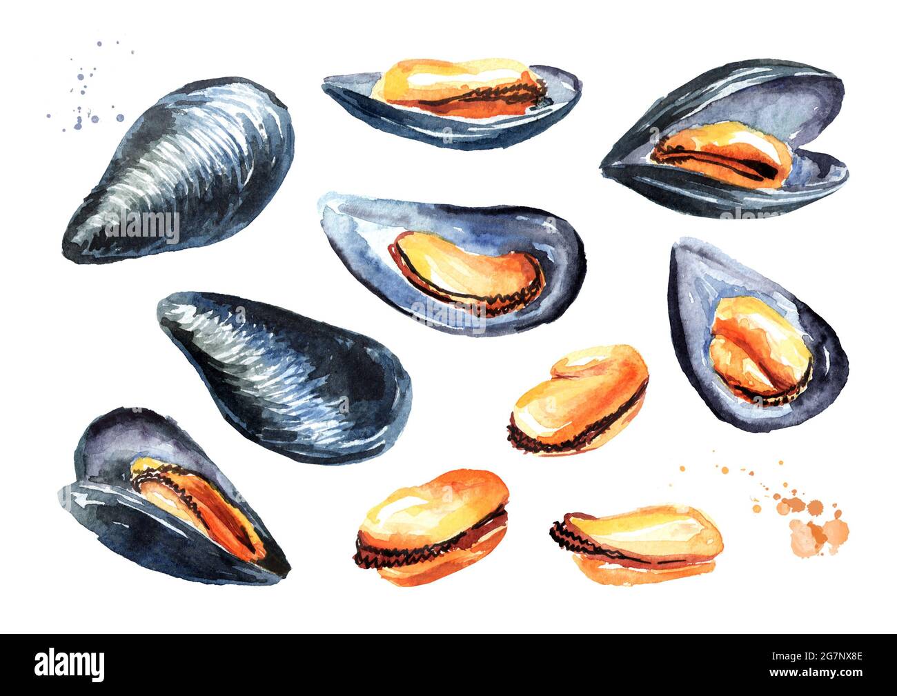 Mussels, seafood set. Watercolor hand drawn illustration isolated on ...