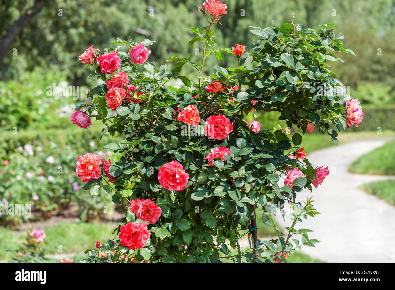 Standard rose "Papagena" - bubbling white-pink color in combination ...