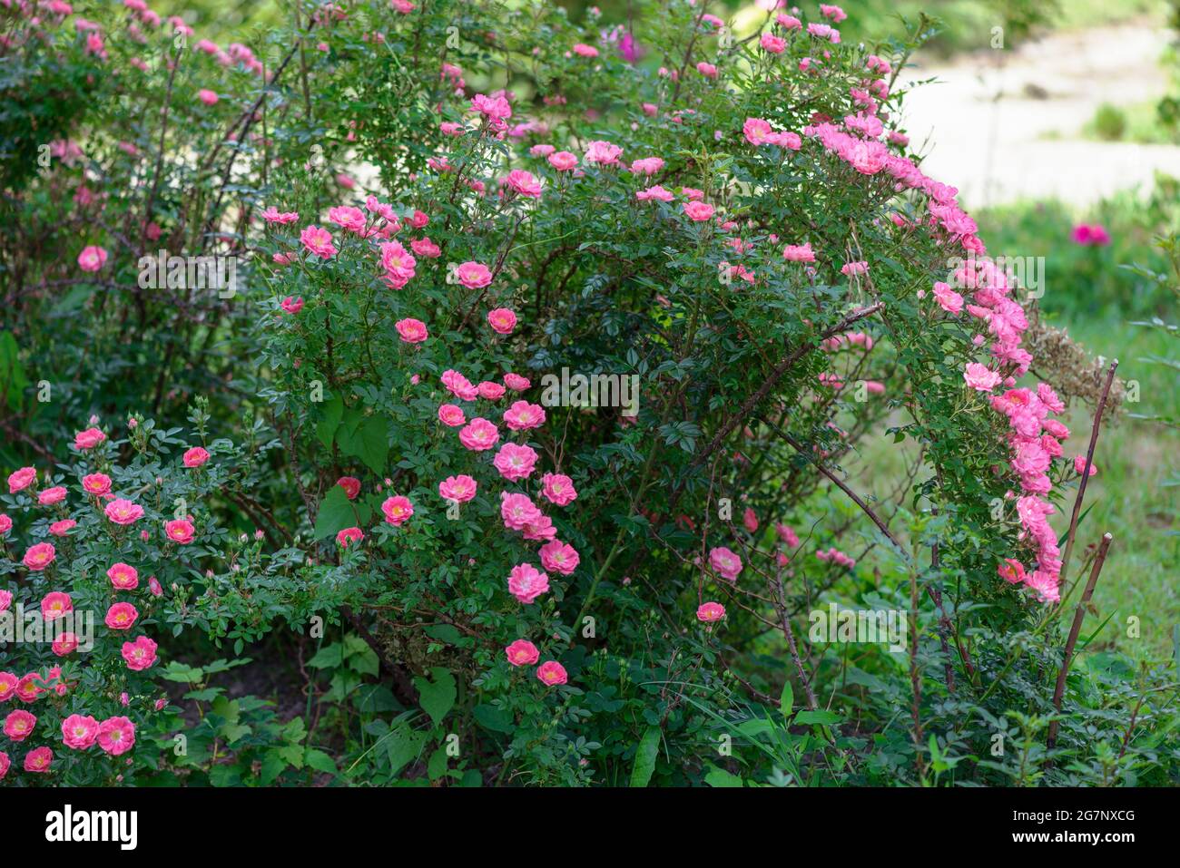 Rose "Rosé wine" is a delightfully delicate variety, which is a large ...