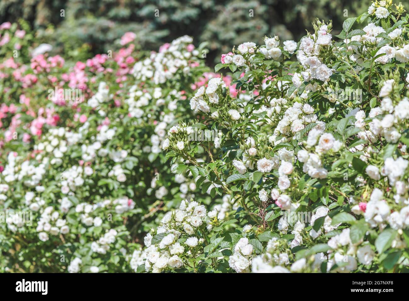 Rose Iceberg - white, flat, cupped, medium-double (25-35 petals ...