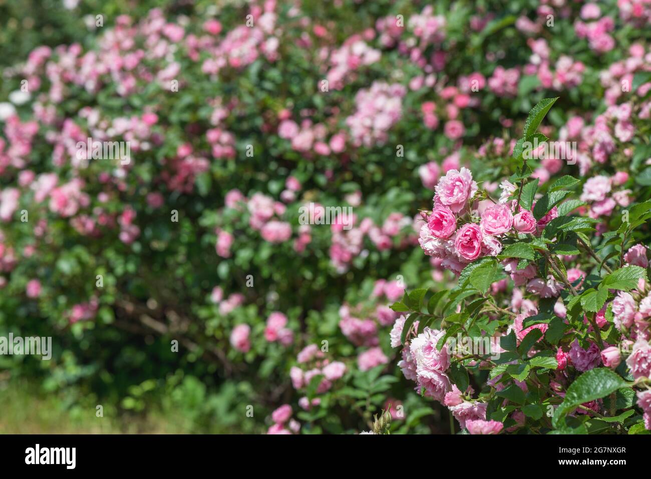 Climbing rose "Sharika-Asma" - flowers are initially wide-open, cupped ...