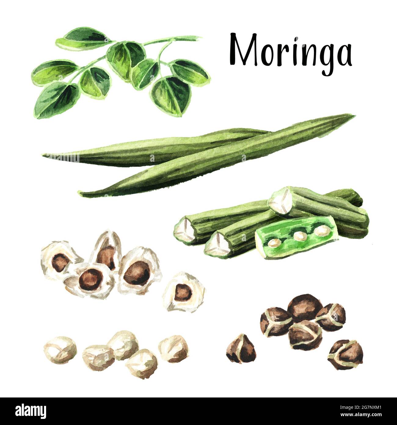 Moringa Tree Fruit