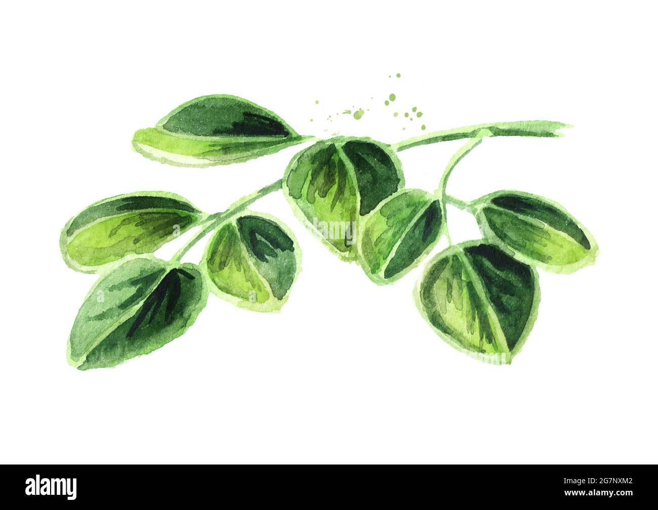 Herbal Moringa leaves. Watercolor hand drawn illustration, isolated on ...