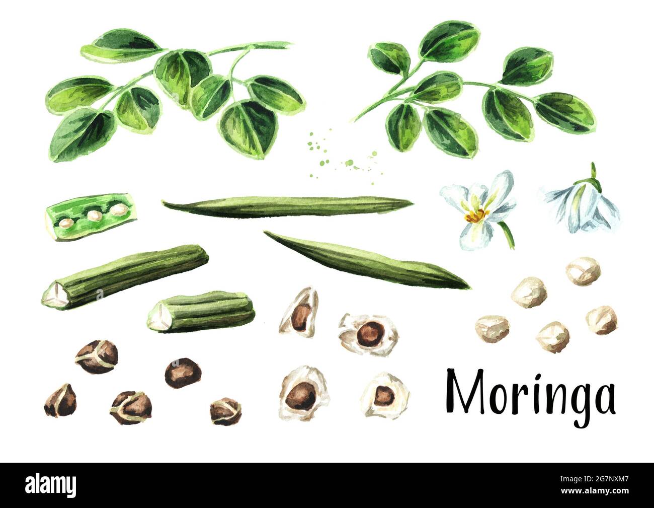 Moringa plant set. Watercolor hand drawn illustration, isolated on ...