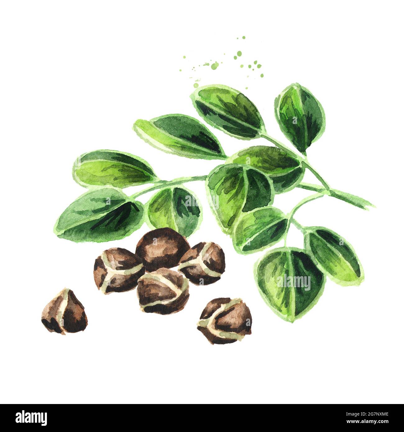 Herbal Moringa leaves with seeds. Watercolor hand drawn illustration ...