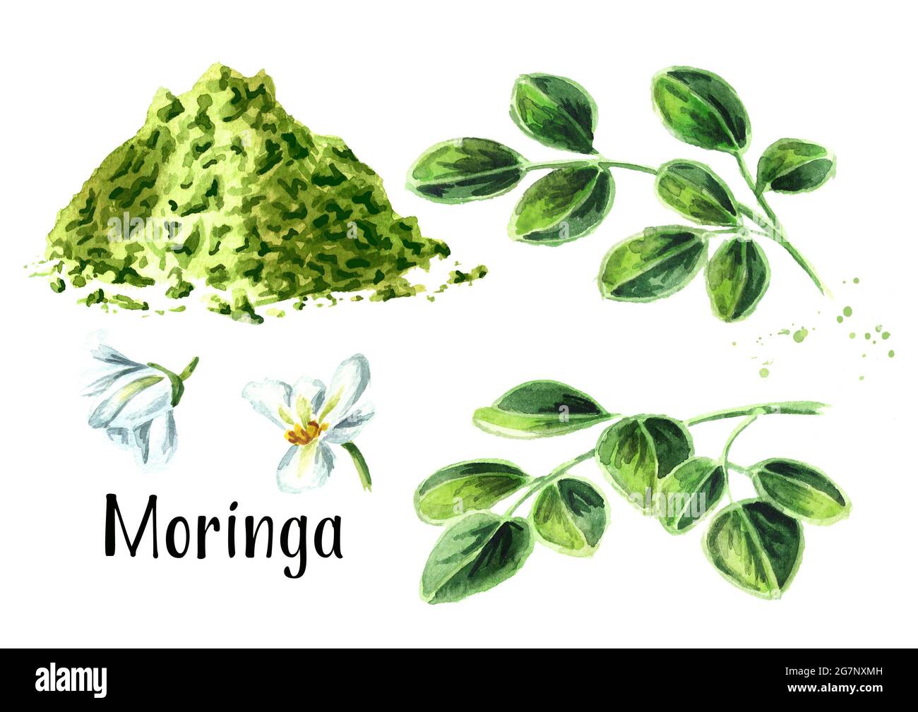 Herbal Moringa leaves with powder and flowers set. Superfood ...
